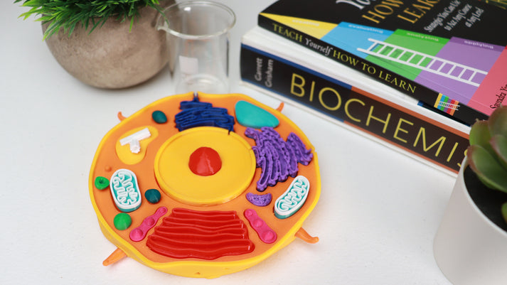 Animal Cell Model Kit (3D Printed) – At The Benchtop